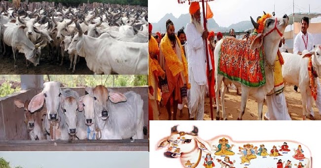 Marwari Techie: benefits of cow ,making gaushala hi-tech