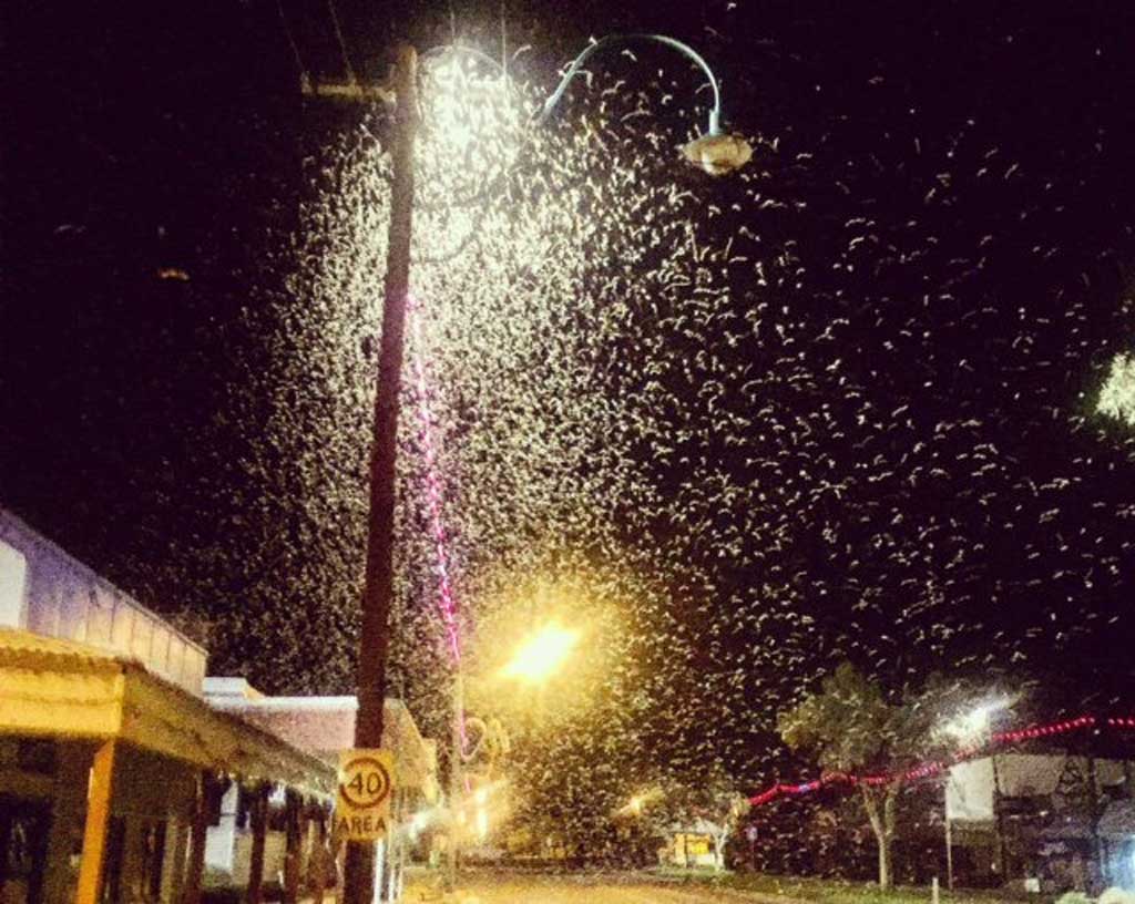 Nothing To Do With Arbroath: Town invaded by swarm of moths