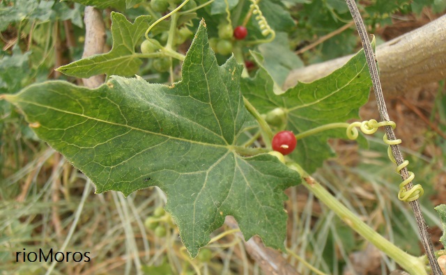 Voluble | Plantas rioMoros