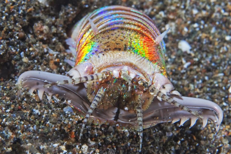 EPIC Creature of the Month!: Bobbit Worm