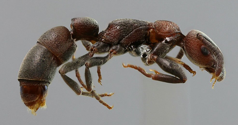 fourmis de Cuba- Hormigas de Cuba- Ants of Cuba: Platythyrea punctata