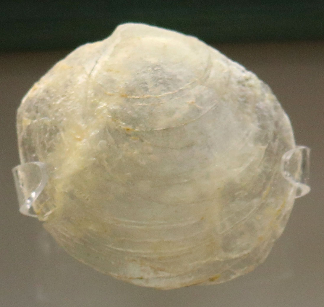 Louisville Fossils and Beyond: Translucent Pelecypod Fossil