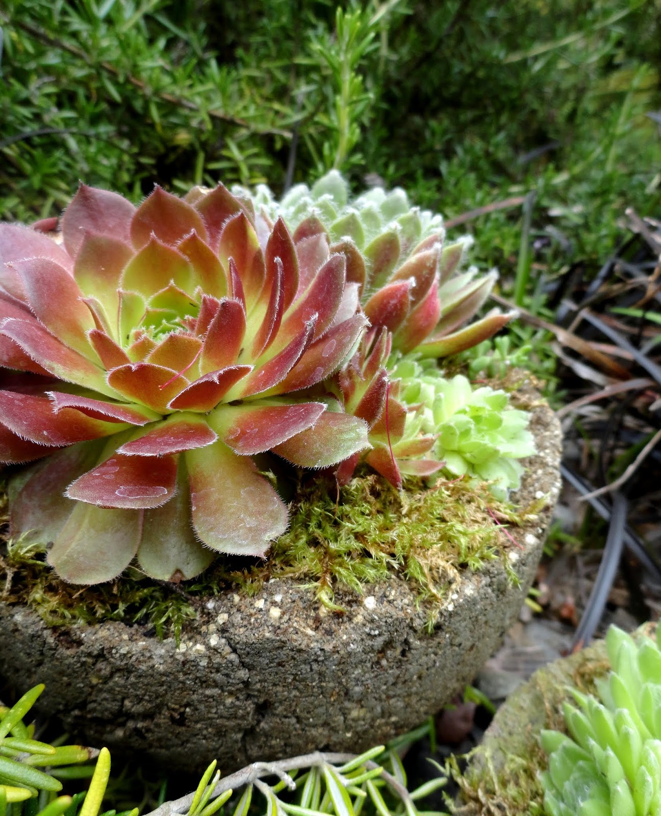 danger garden: apotspot pots, in my garden