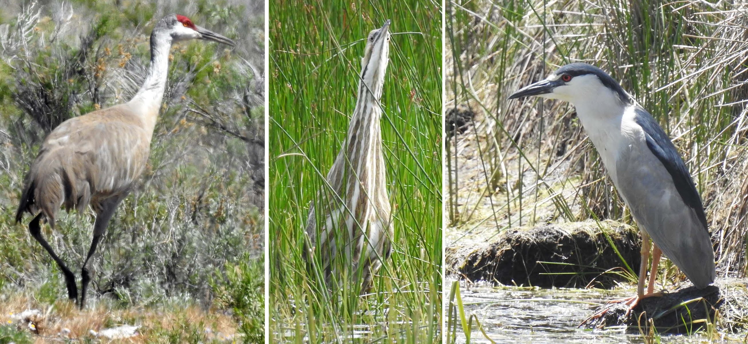 North Yuba Naturalist: Sierra Valley & Carmen Valley