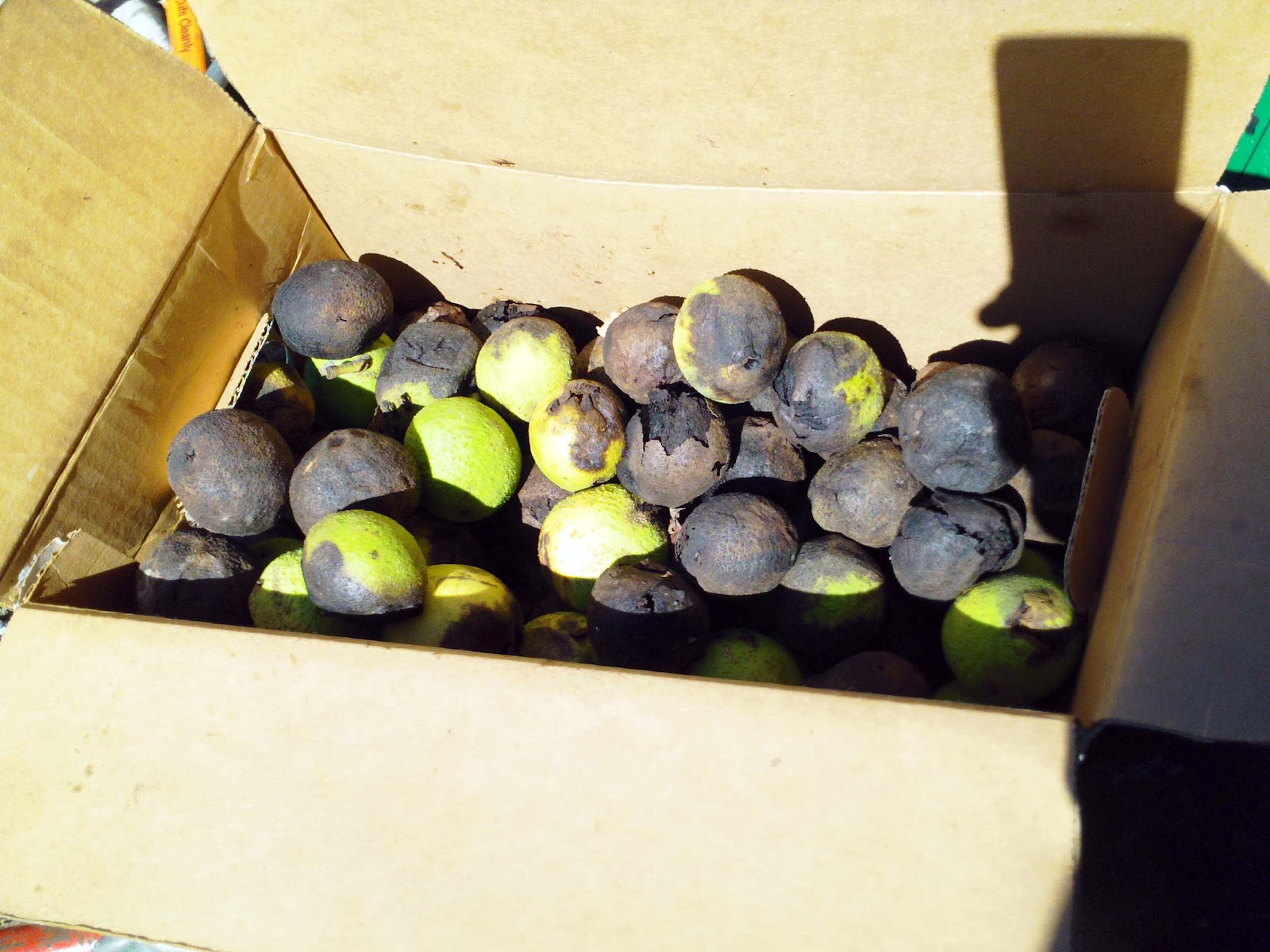 Fitzpatrick Farm: Black Walnut Processing