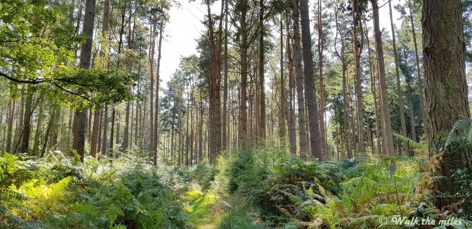 Walk the miles: Winterfold Forest