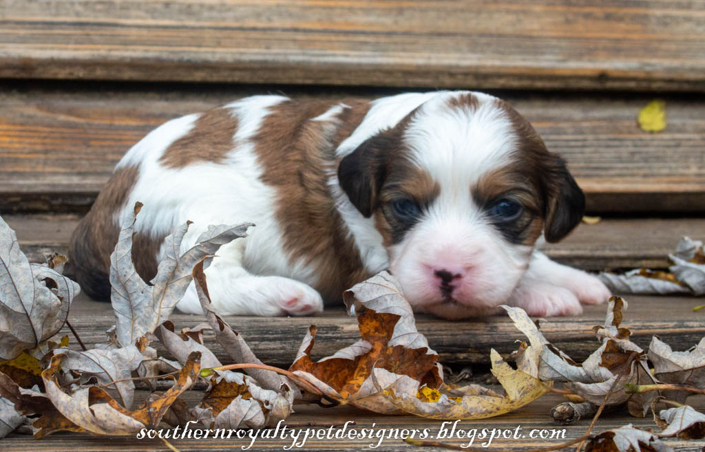 Southern Royalty Pet Designers: Cavaton puppies 10/21/2020