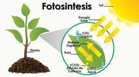 La fotosíntesis: Protección de las plantas contra el sol