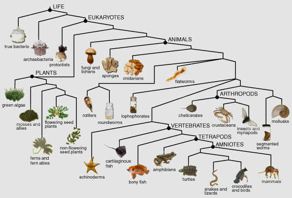 PCSA Geology Updates: The Origin and Development of Life