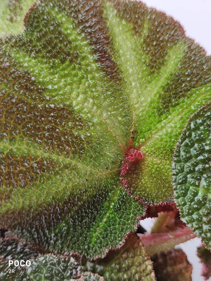 Garden Chronicles of James David: Begonia Soli-mutata / Sun Changing ...