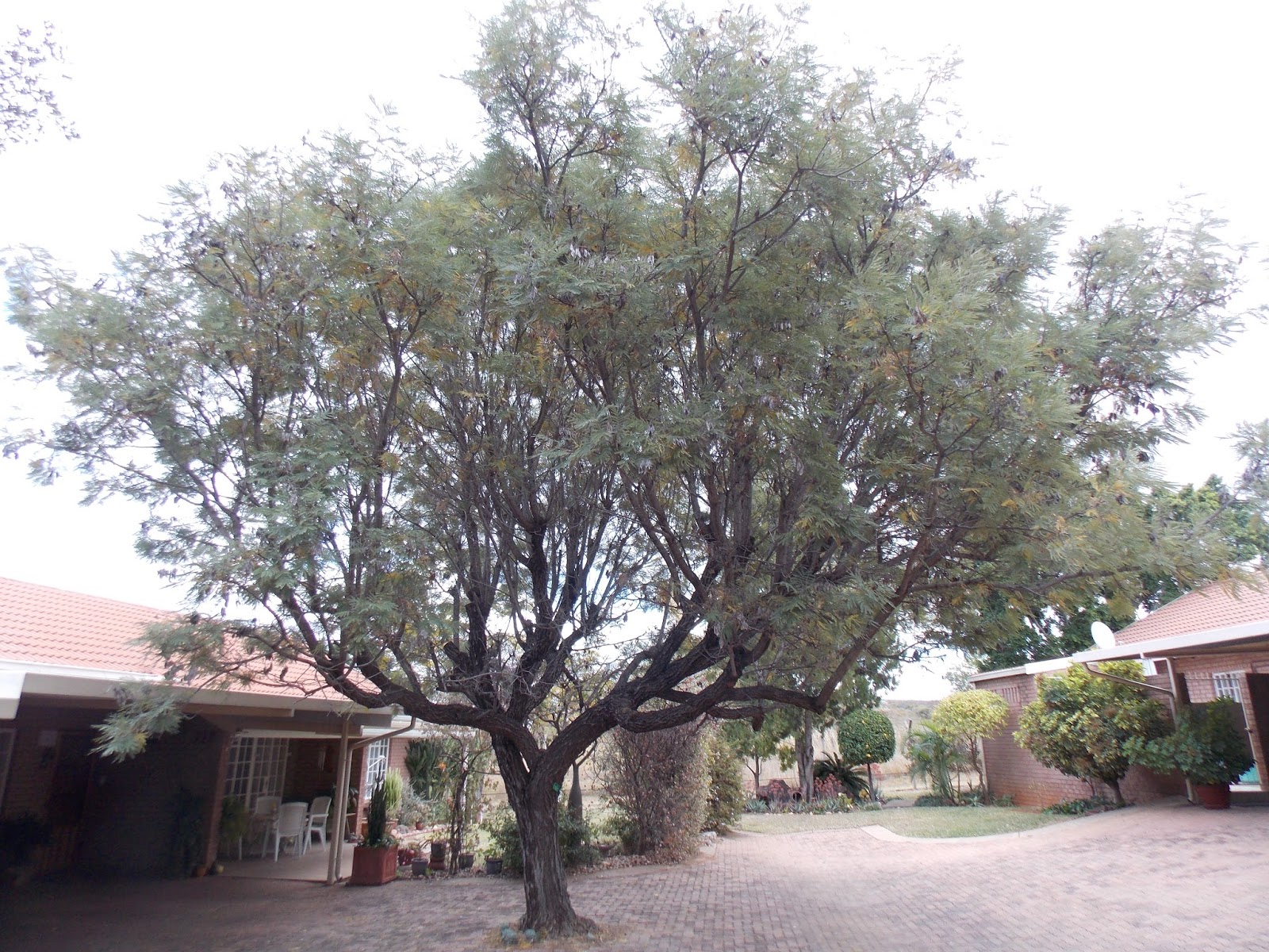 Indigenous tree of the month (4) |Renaissance in the Bushveld
