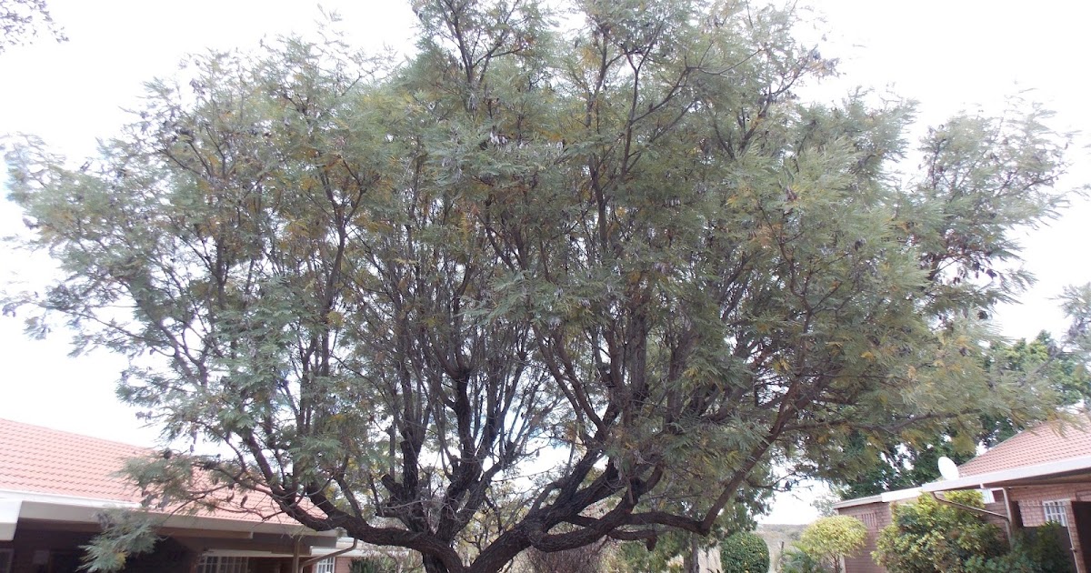 Indigenous tree of the month (4) |Renaissance in the Bushveld