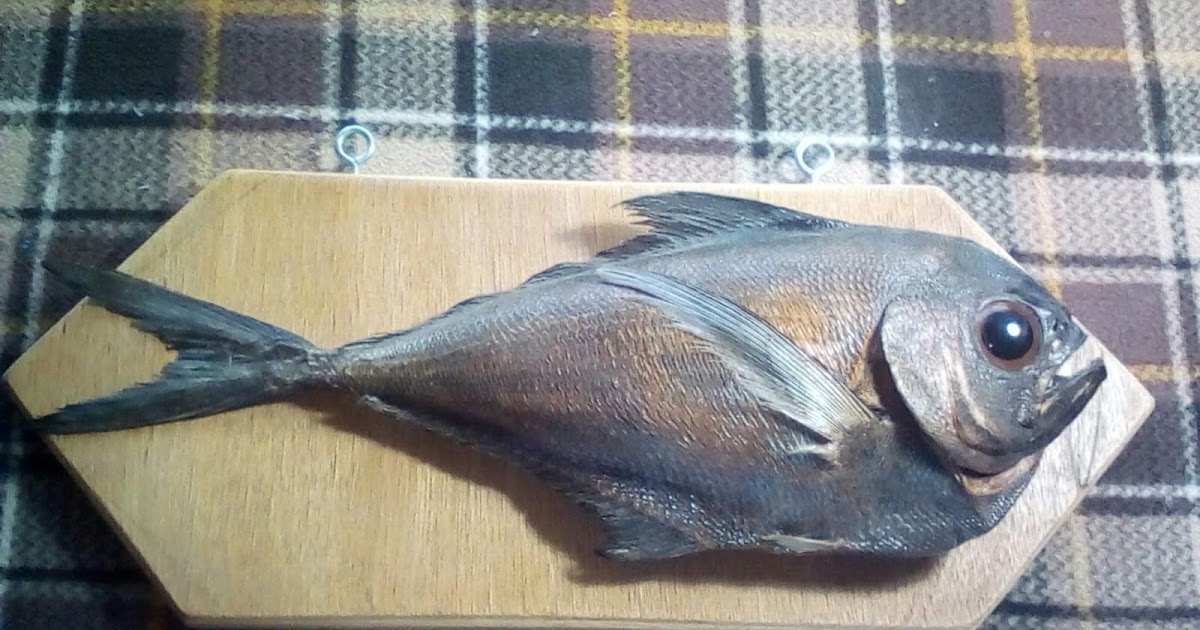 Palometa o japuta (Brama brama)