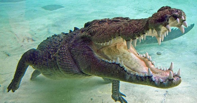 Crocodilo