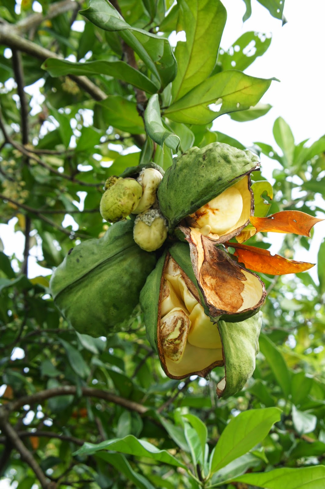 Liliana Usvat - Reforestation and Medicinal use of the Trees ...