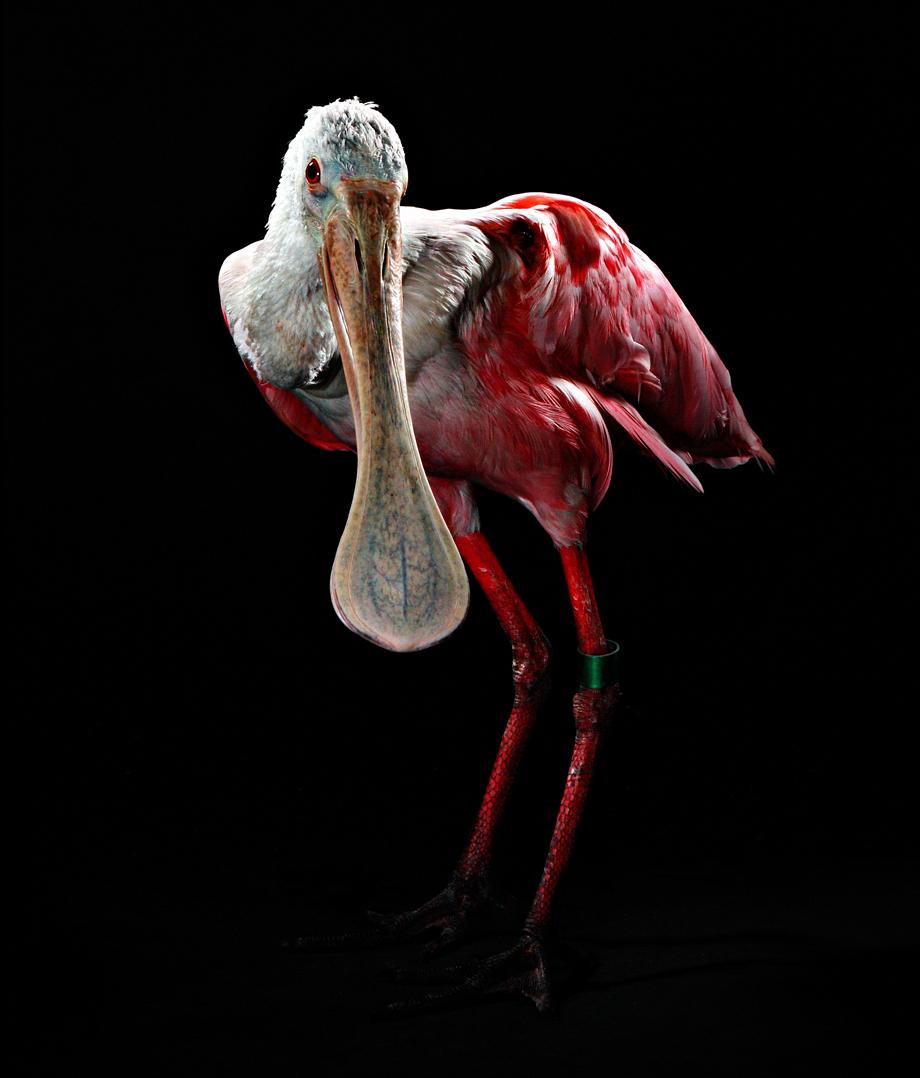 Birds Photographed Like Human Models | Let the World Know