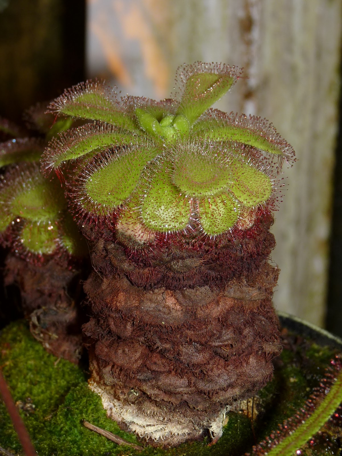 Why do pictures of sundews look like they are giant stacks of dead mass ...