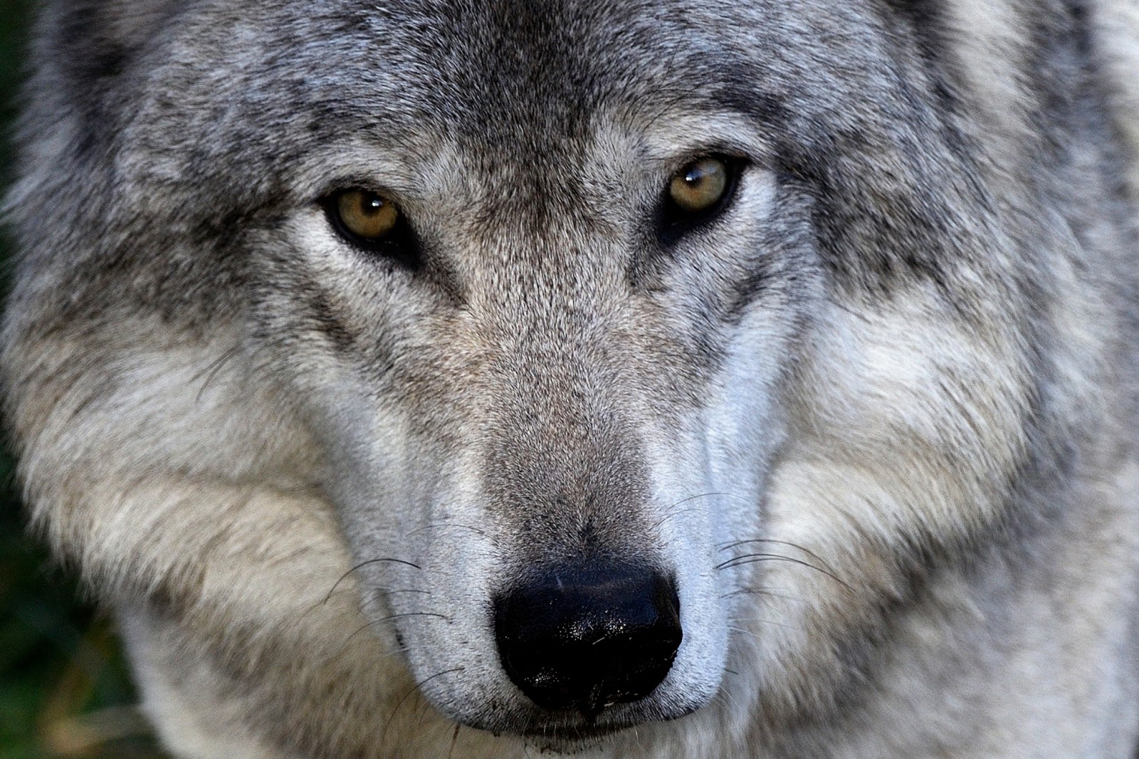 Jake Boone: Week 2 Story: The Wolf and His Treasure