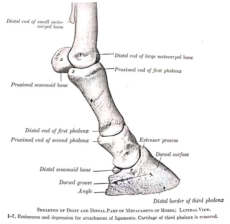 Digits of Forelimb | Gross Anatomy | Anjani Mishra