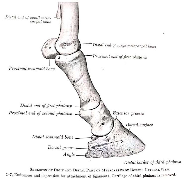 Digits of Forelimb | Gross Anatomy | Anjani Mishra