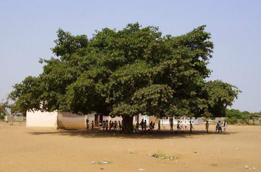 Olá! Como estás?: Mulemba ou mulembeira