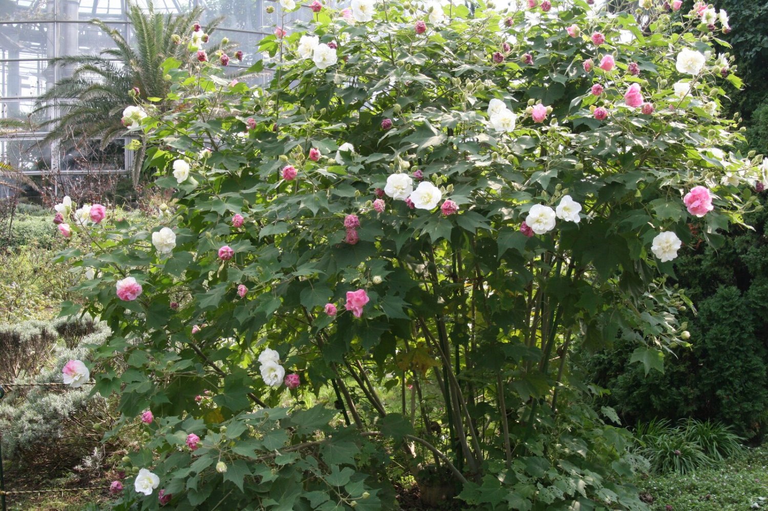 Rosa Louca Paulista / Hibiscus Mutabilis / Hibisco