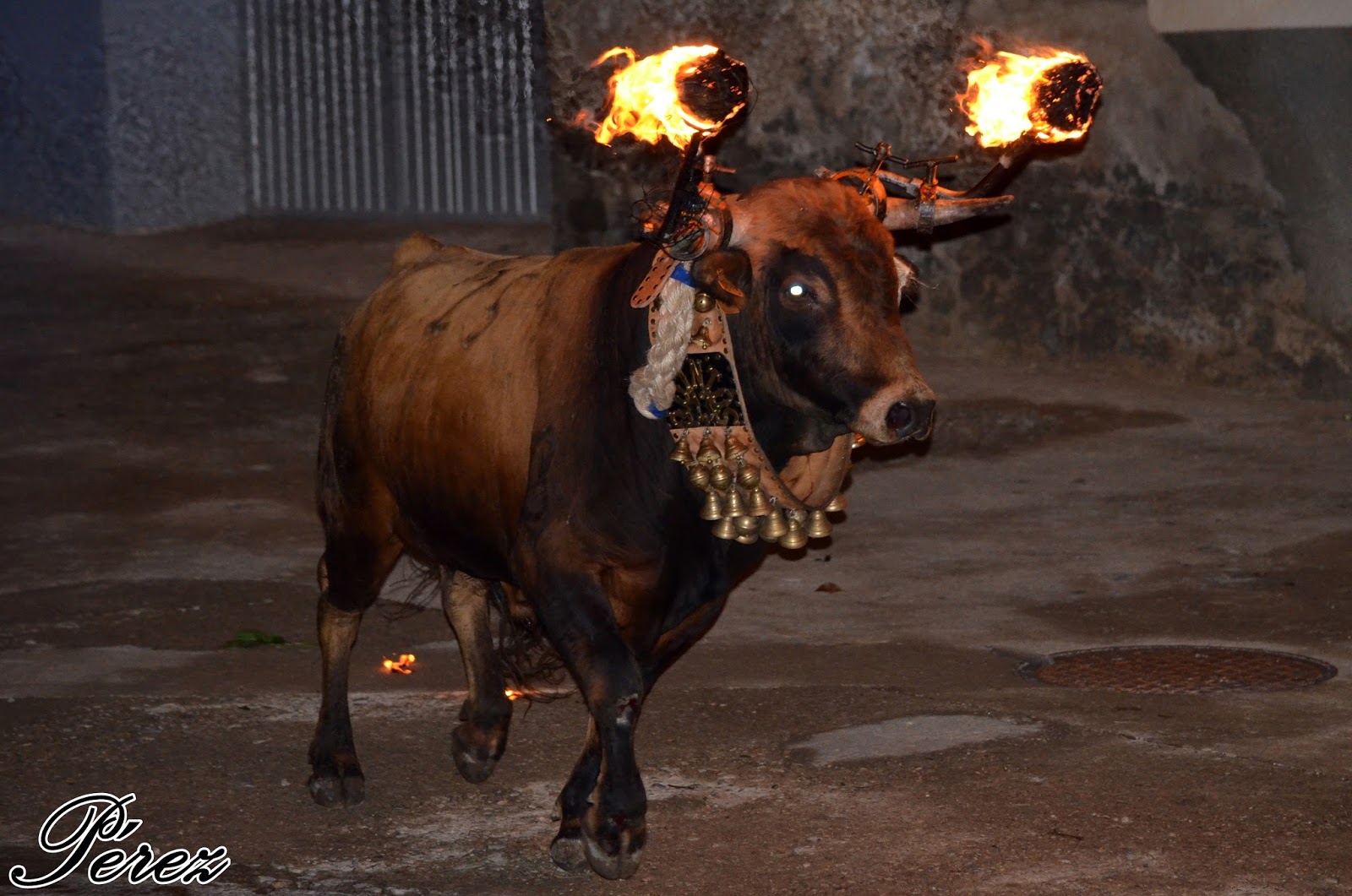 Toros en Andorra Fotos: Toro embolado en Pitarque. Ganadería Colomer Hnos.