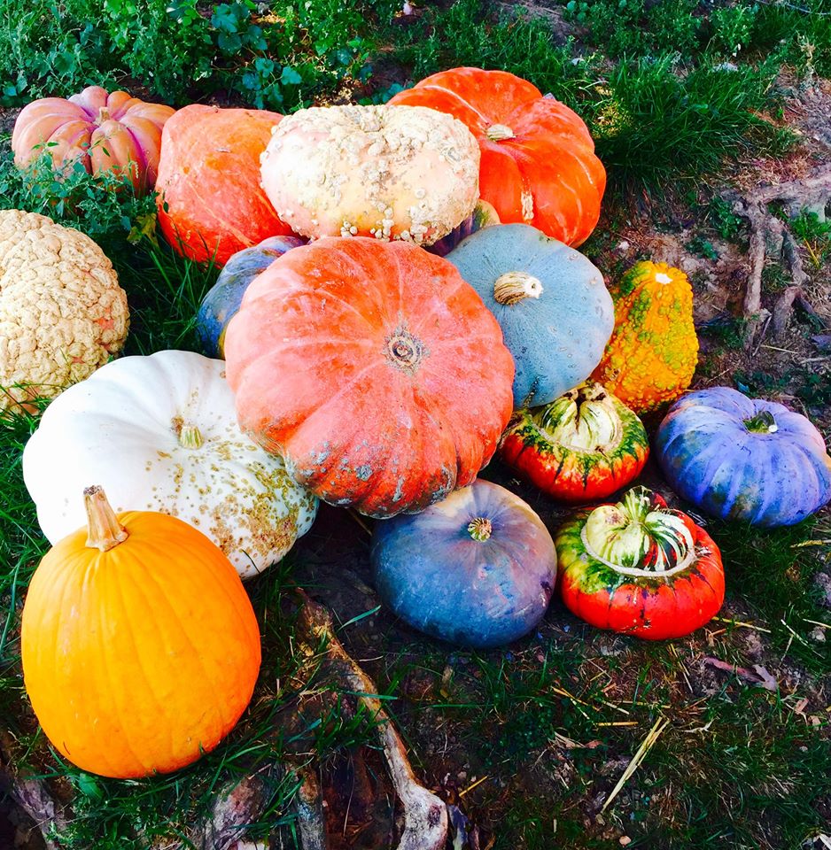 Doodle Dog Design — Activities, Ideas, Products & Art for Young and Old ...