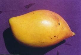 Mango Fruit (Keree)