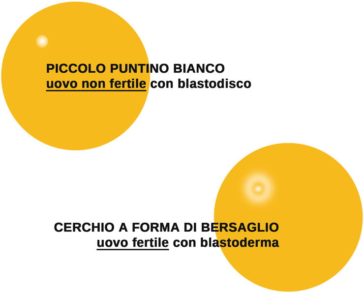 Uova Fertili da Incubare in Vendita o Regalo: Facciamo Chiarezza
