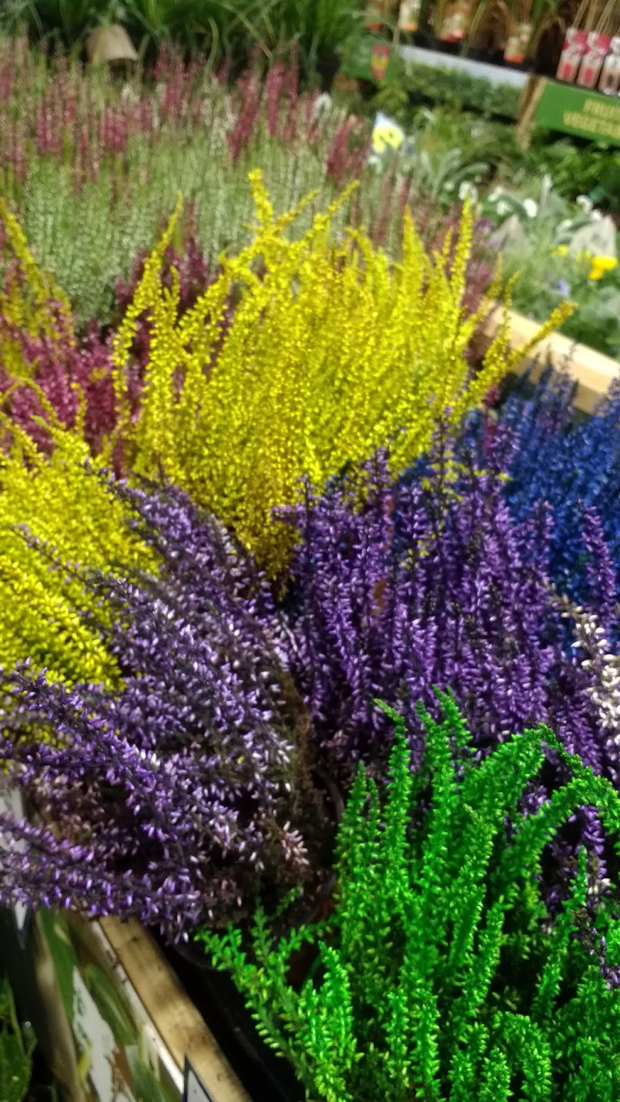 Gardening Matters: Painting Winter Heathers