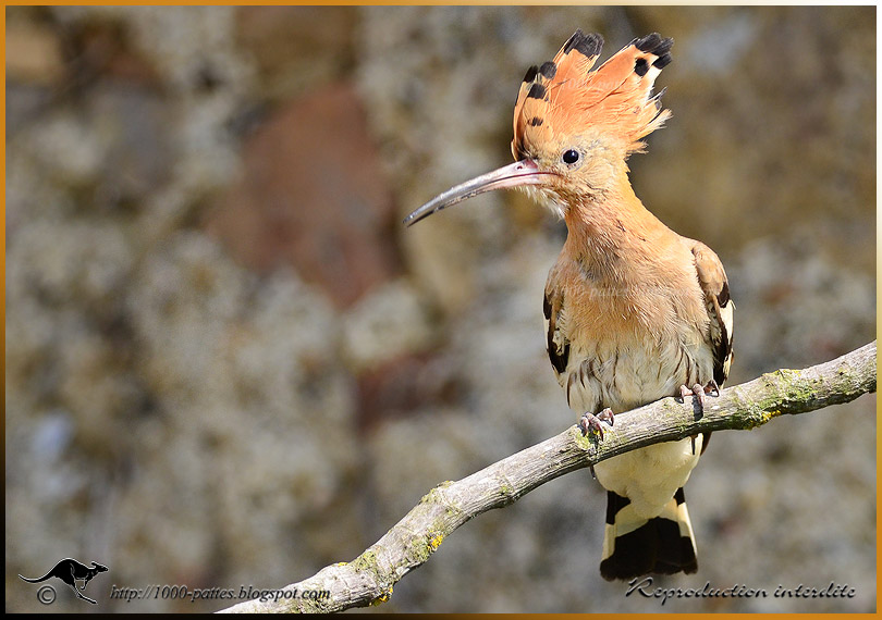 WILDLIFE GATEWAY: Huppe fasciée - Upupa epops 02