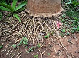 HEALTH BENEFITS OF COCONUT ROOTS: COCONUT ROOT BENEFITS - DR APPIAH