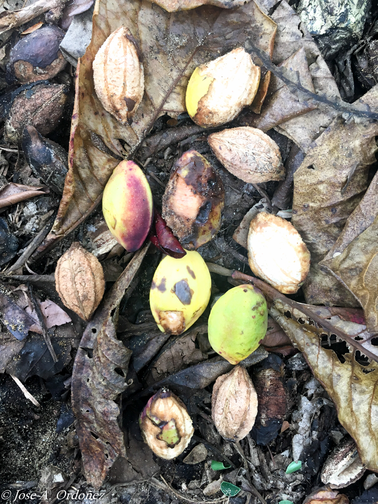 El Jardín de la Barrosa: Viajes recientes. El almendro de playa y el ...