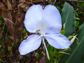 White Ginger - Parasathu Mal | SL Flora