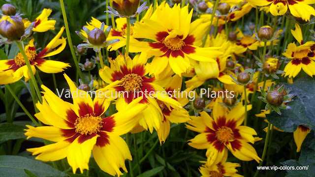 Vademecum Interesting Plants: Coreopsis grandiflora - Nachyłek ...