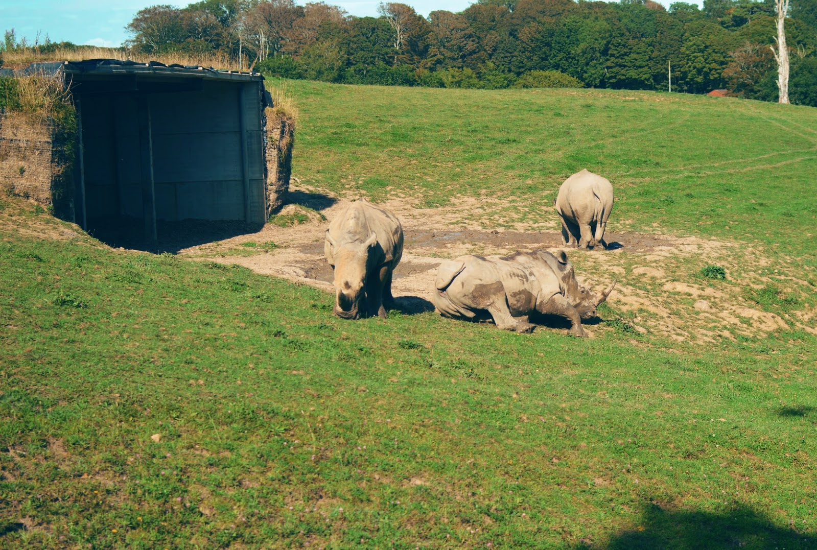 Fifteen Reasons Why We Love: Manor Park (Anna's Welsh Zoo) - Diary of ...