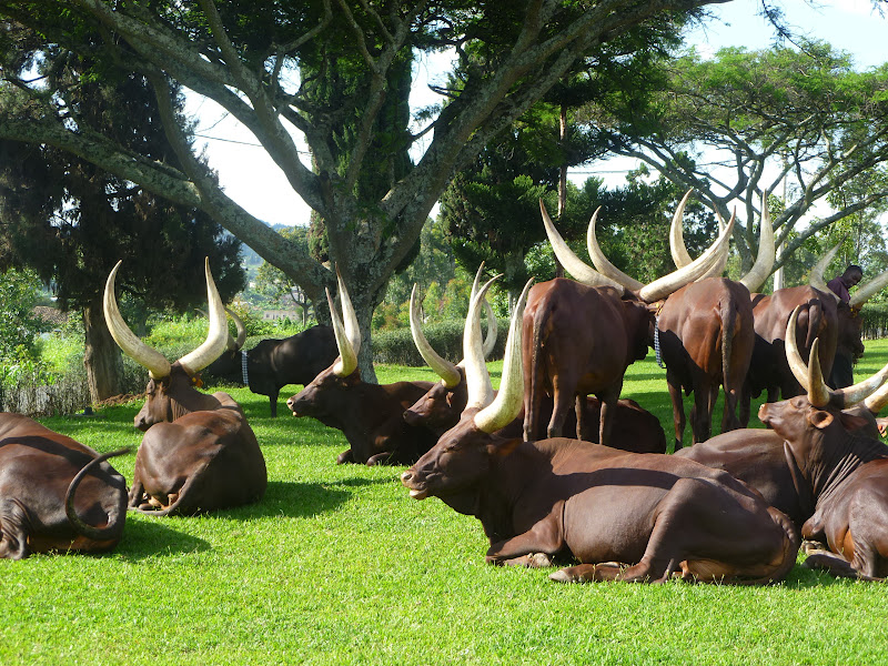 The Kroghs in Kigali!: The King's Palace and the Rwandan Cows!