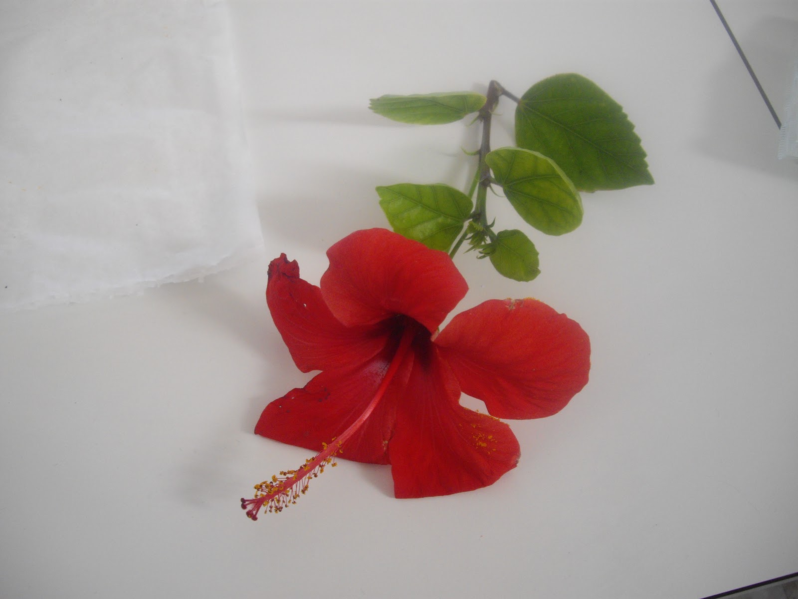 Laboratorio de Ciencias SRDP: PRÁCTICA DE BOTÁNICA: Hibiscus rosa-sinensis