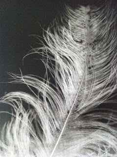 Rachel Tomkow: Xray Feathers