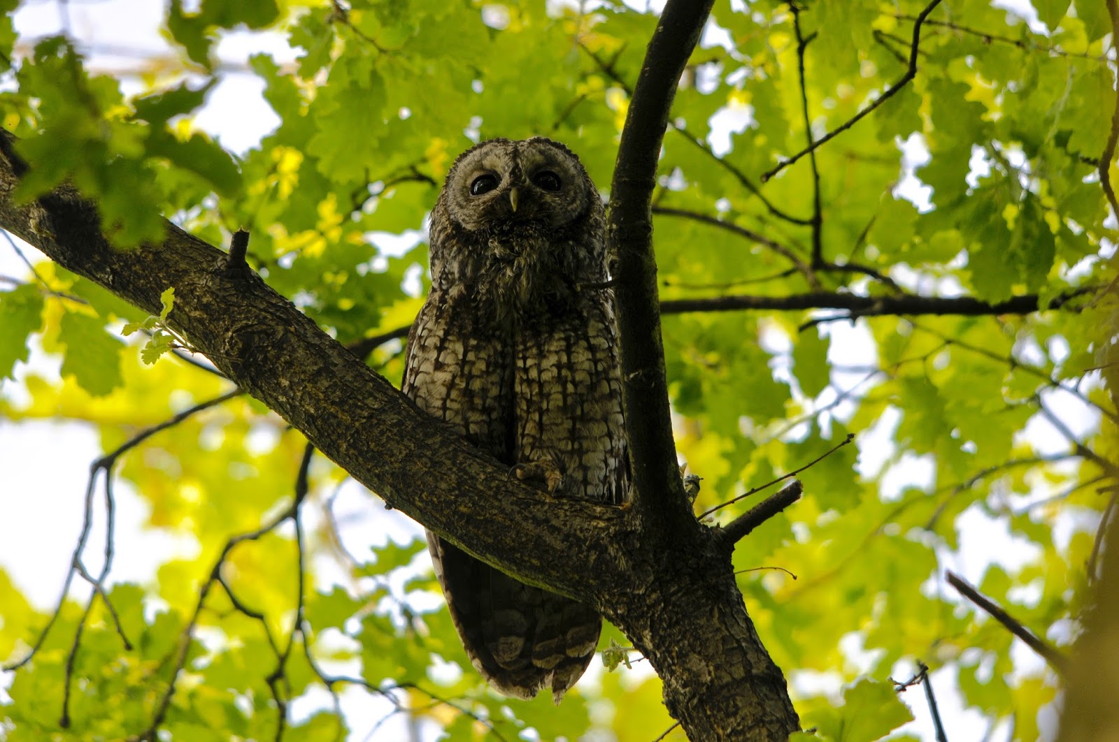 EL NIDO DEL XUAN: CÁRABO COMÚN. (Strix aluco)
