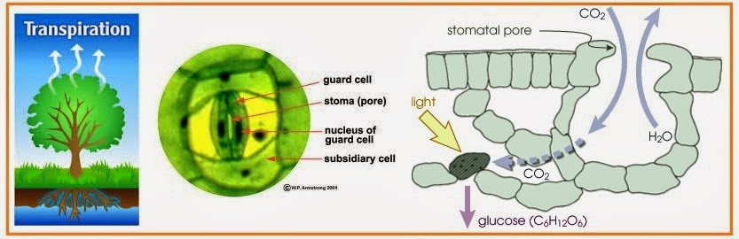 PENGUAPAN TANAMAN - TRANSPIRASI - Biology Page