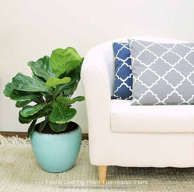 Evergreen Tree planting: Fiddle Leaf Plant-Costa Farms Ficus Lyrata ...