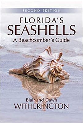Holidays Big and Small: National Seashell Day