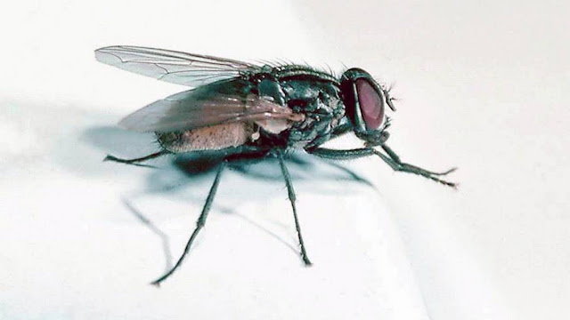 How to Identify and Get Rid of Cluster Flies in Your Premises!