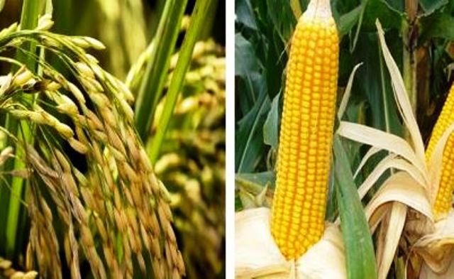 Pengertian Angiospermae, Ciri-ciri dan Klasifikasinya