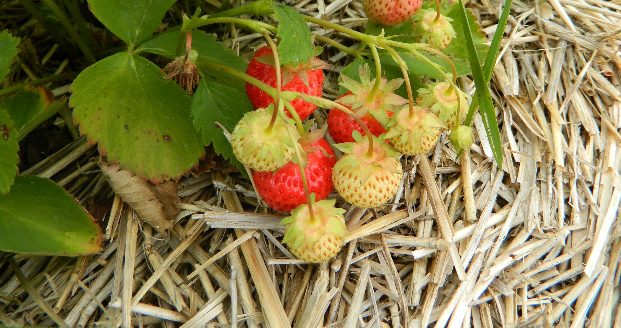 Choose strawberry varieties based on 38 years of Minnesota data