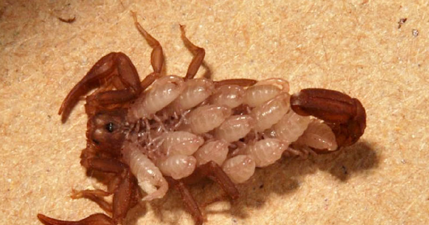 The Scorpion Files Newsblog: First report of parthenogenesis in the ...