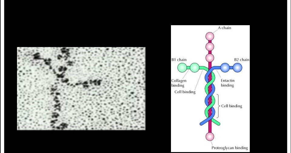 Reasoned Musings: Signs And Wonders: Laminin, The Cross Shaped Protein?
