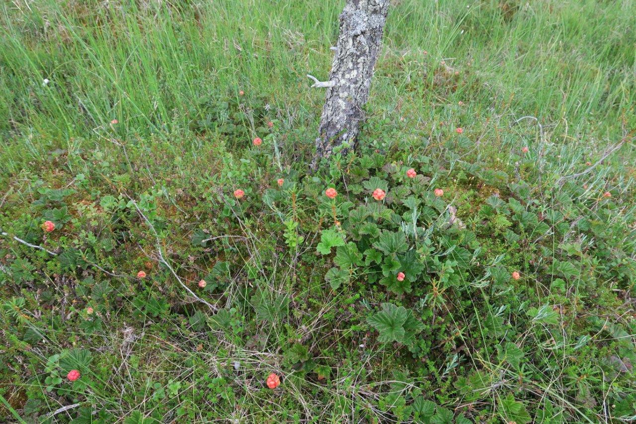 Naruskan Tukikohta: Naruskan hillatilannetta kuvina ja lämpösummana.